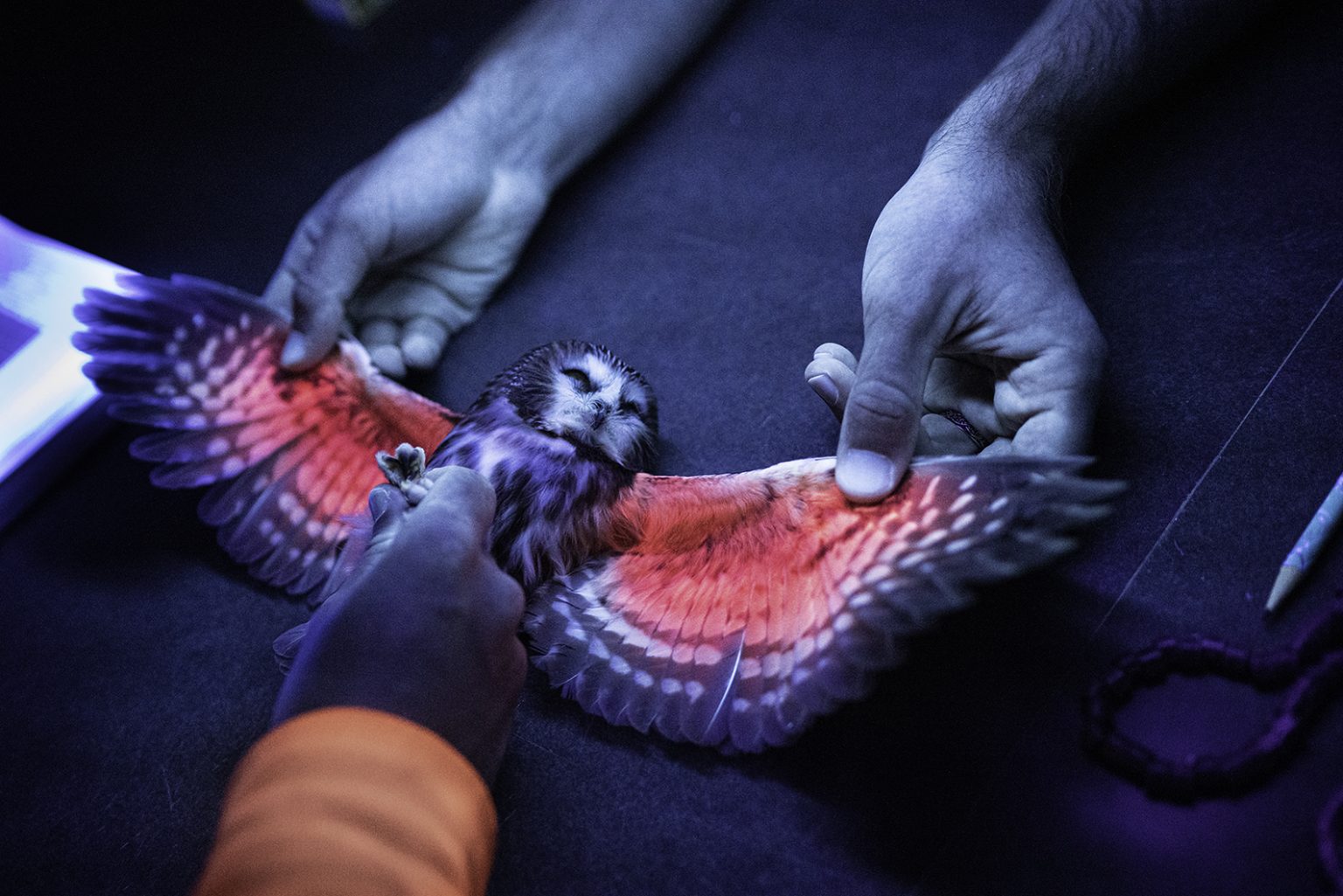 Enviro science major documents bird banding in stunning photo essay ...