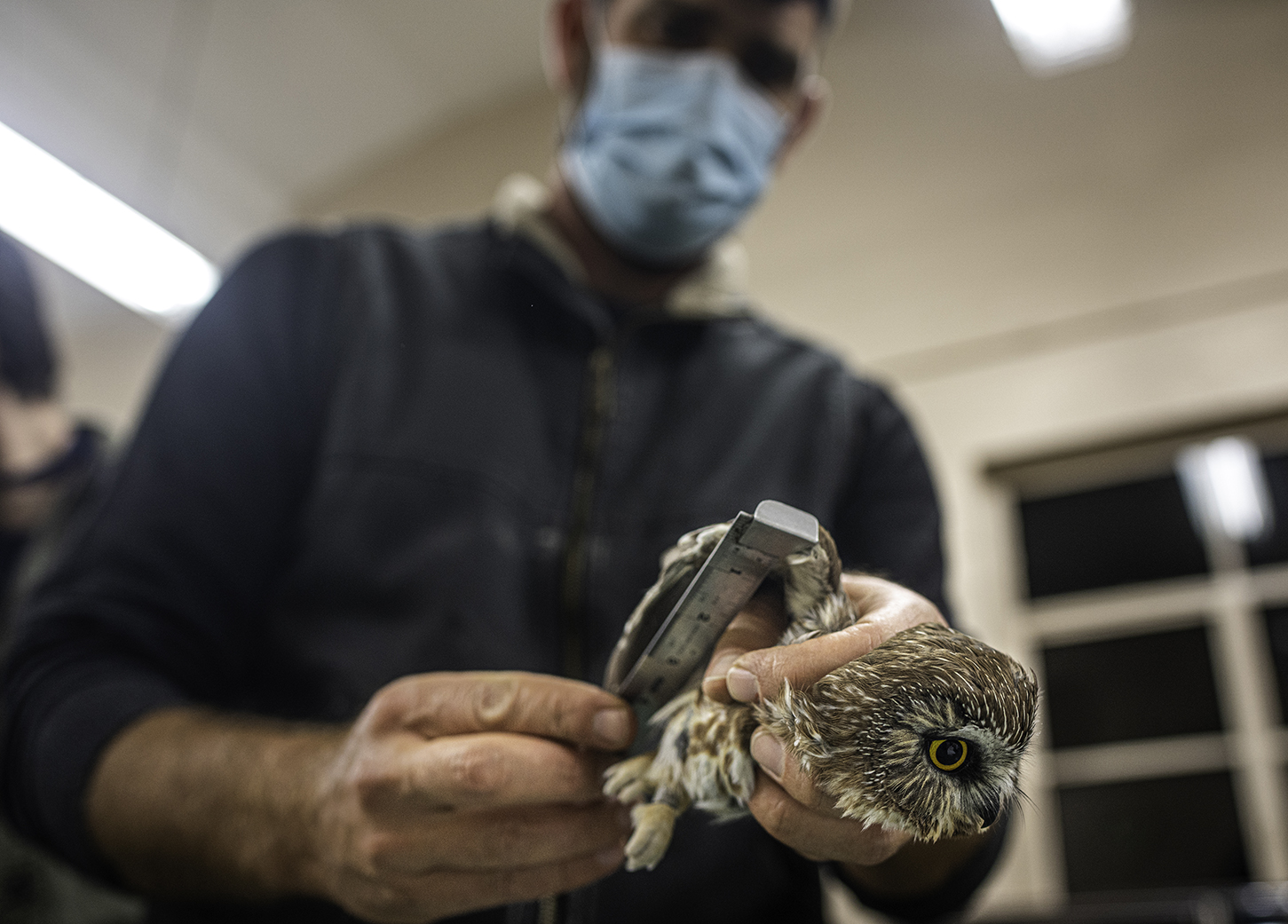Enviro science major documents bird banding in stunning photo essay ...